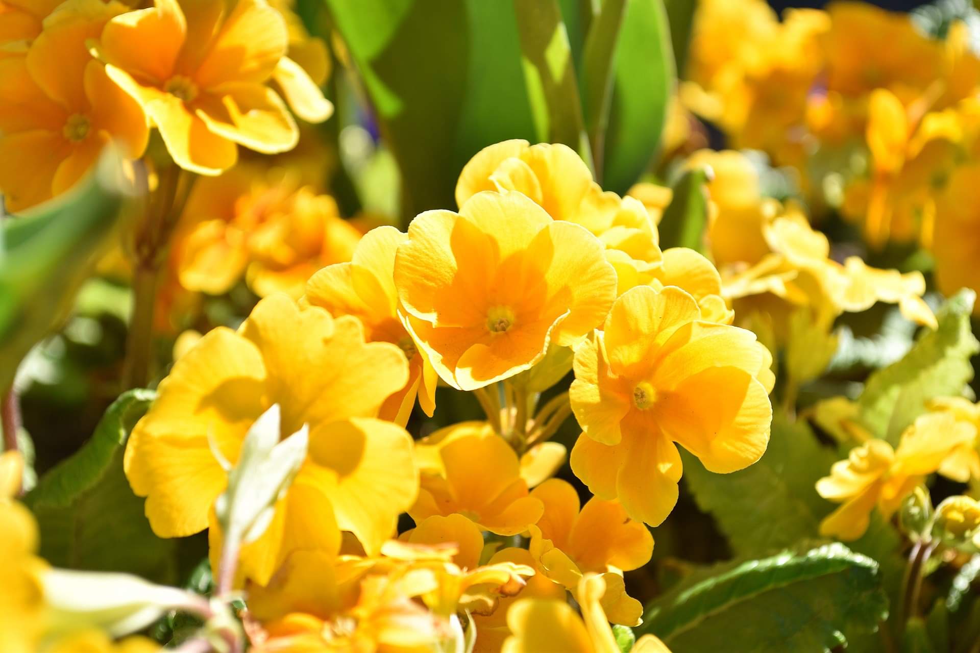 Flowers2 – Our Lady of Lourdes